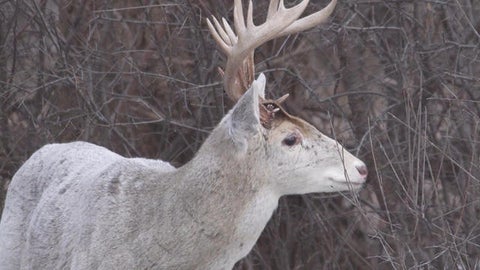 Nature up close: White deer - CBS News