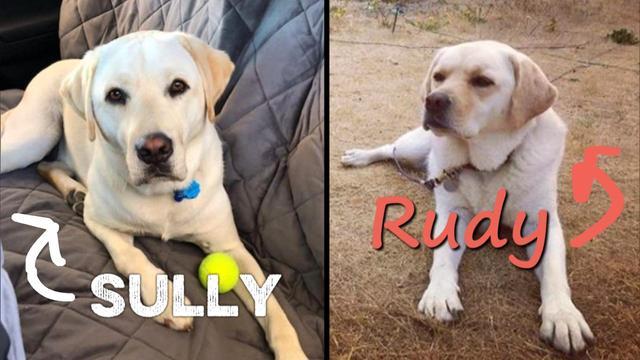 My dog Rudy - CBS News