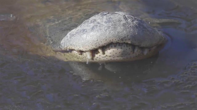 Alligators frozen: Alligators freeze in North Carolina swamp with noses ...