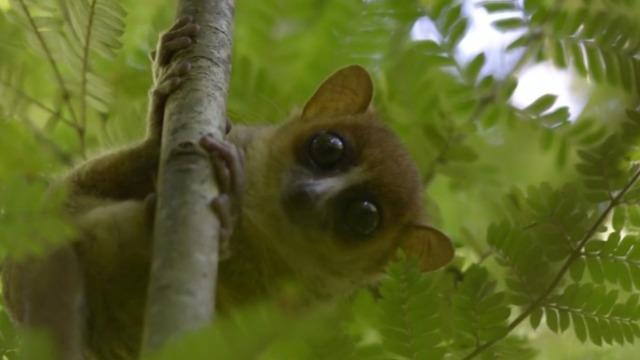 Extinction Madagascar of lemurs would have huge implications for humans ...