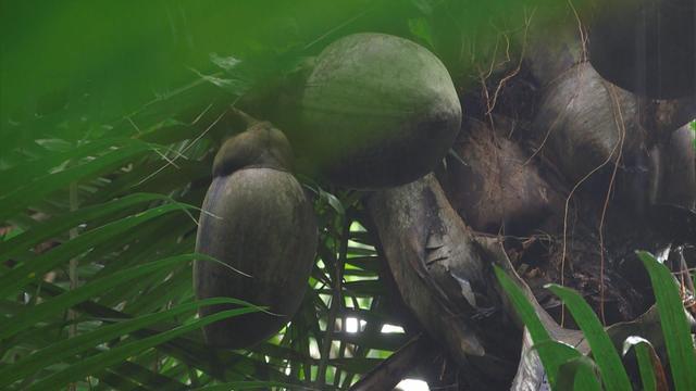 Love Nuts: The Seychelles Islands' unique product of the rare Coco de ...