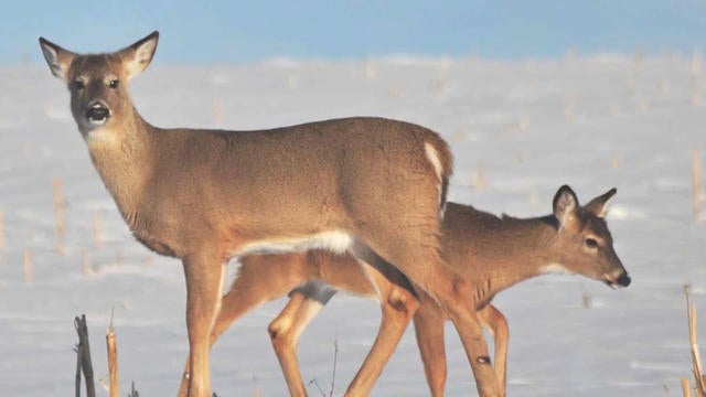 2 hunters may have died of prion disease from eating contaminated deer ...