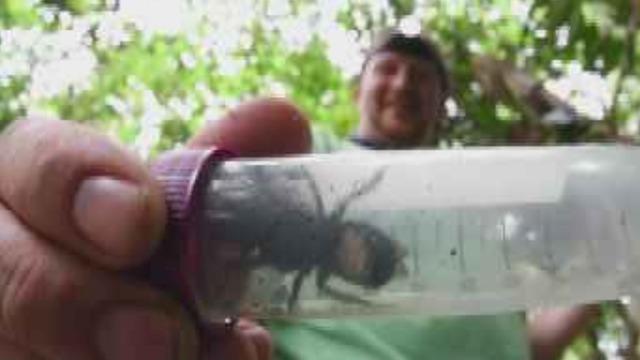 Wallace's Giant Bee (Megachile pluto), once thought extinct, has been ...