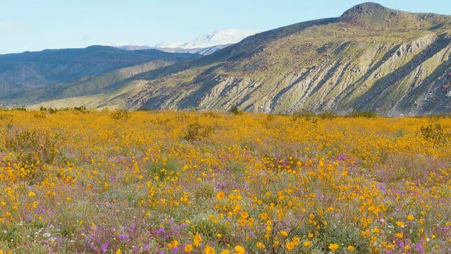 California's superbloom is so big and bright, it can be seen from space - CBS News