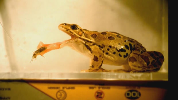 Biomimicry: Turning to nature for technological solutions - CBS News