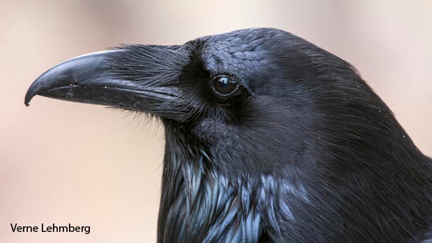 Nature up close: The intelligence of ravens - CBS News