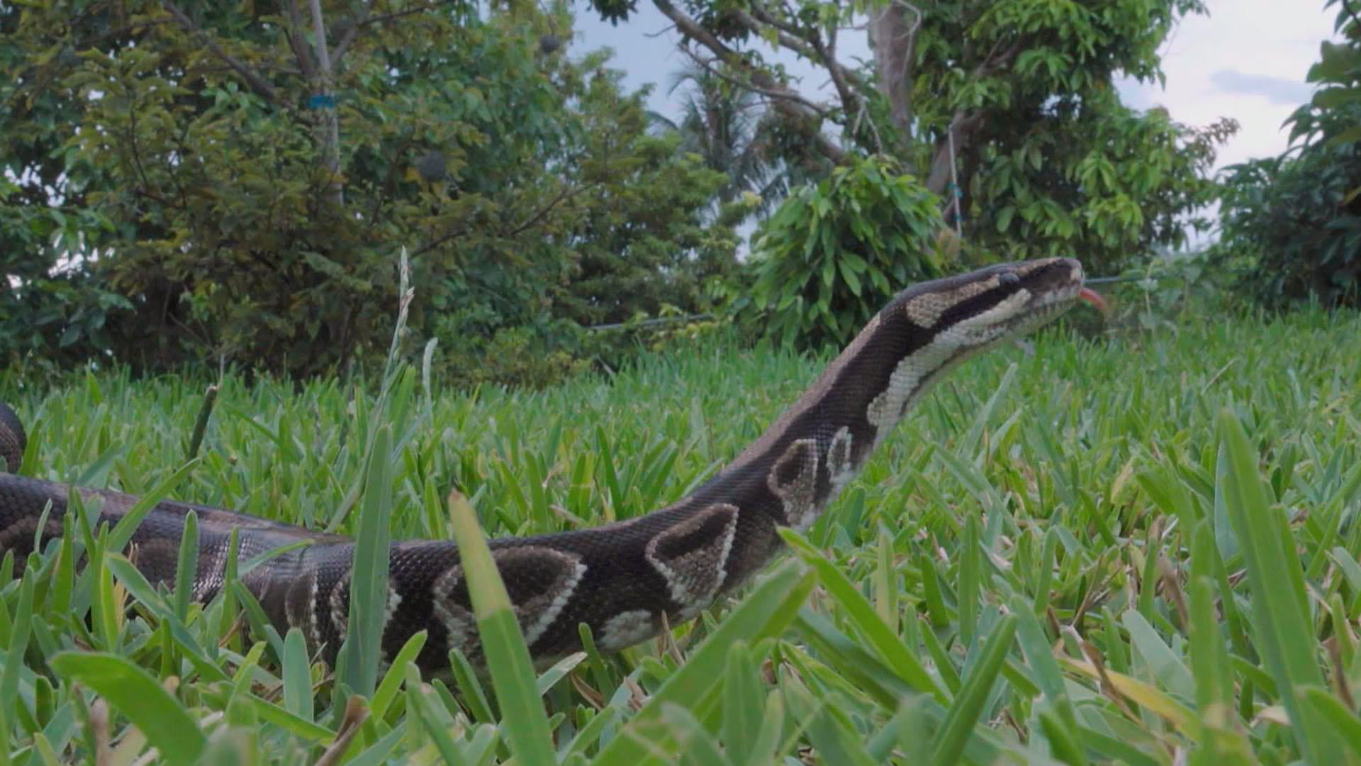 Washington officials warn African clawed frogs, "one of the worst ...