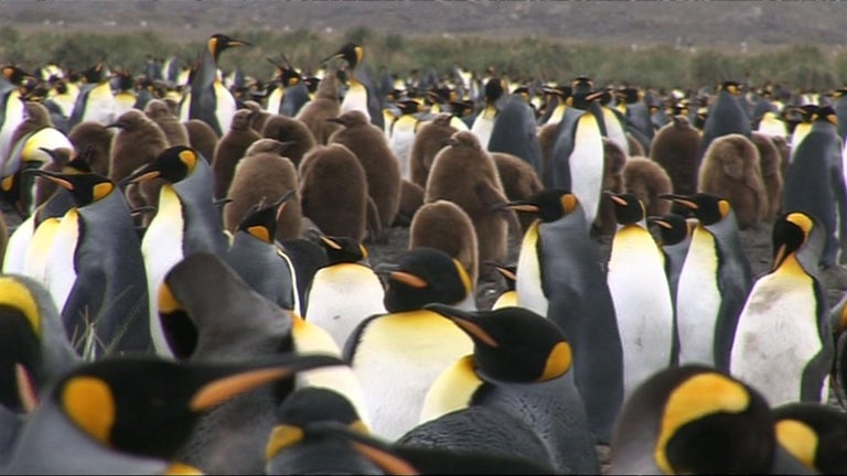 Emperor penguin population decline may be "worse than the worst-case ...