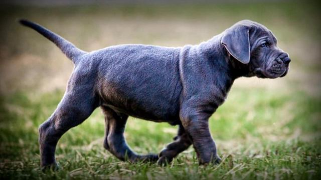 Fake breeders are scamming people into buying puppies that don't exist ...
