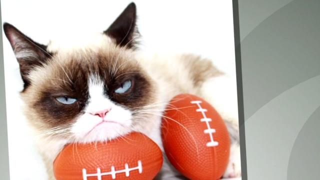 Grumpy cat has died; Viral cat meme sensation dies at age 7, cause of ...