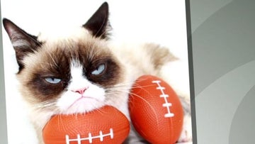 Grumpy cat has died; Viral cat meme sensation dies at age 7, cause of ...
