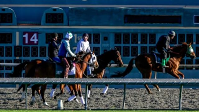 Horse racing deaths: Third horse in 9 days dies at Santa Anita Park in ...