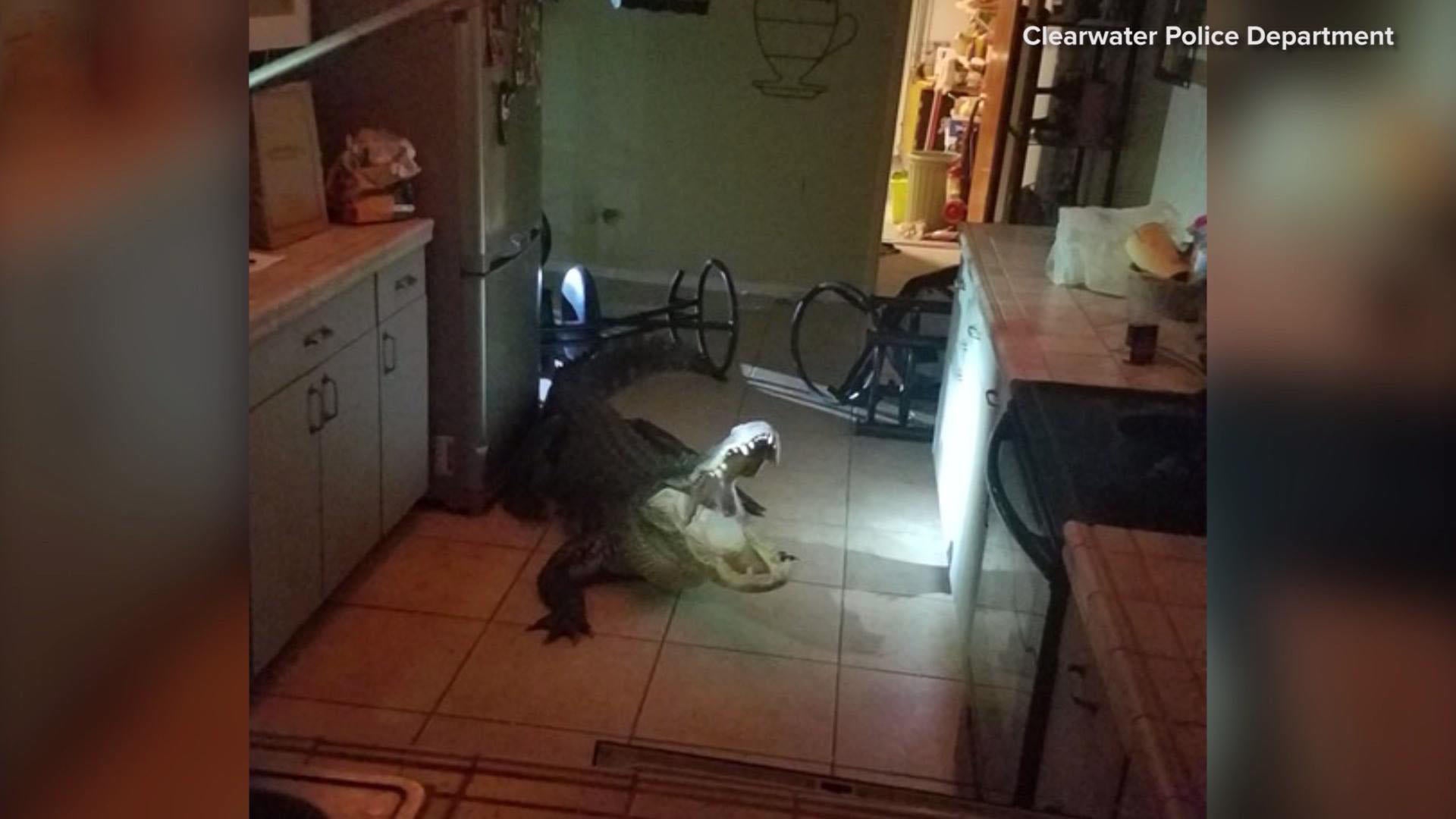 Alligator in kitchen: 11-foot gator breaks into house in Clearwater ...