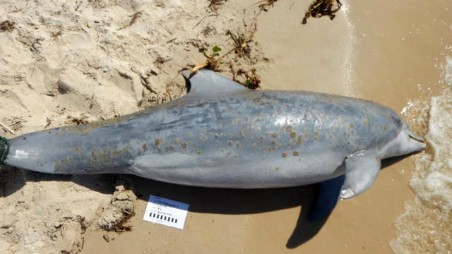 Stranded dolphin dies after Texas beachgoers try to "ride" it, rescuers ...