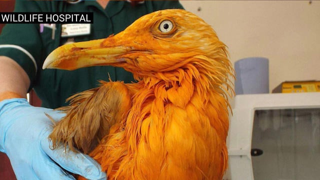 Seagull in curry: Bright orange bird turns out to be seagull covered in ...