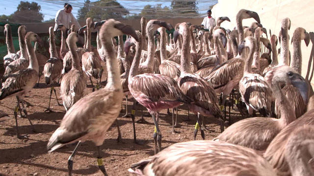 A flamingo that escaped a Kansas zoo during a storm 17 years ago has ...