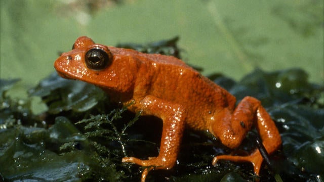 Mouse deer: Elusive fanged mouse-deer caught on camera after ...