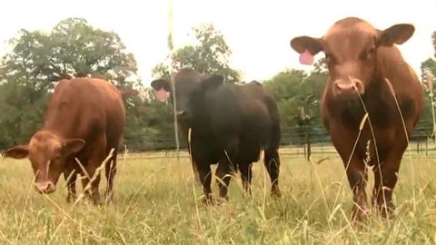 "Peak meat" must be met by 2030 to avoid climate change crisis ...