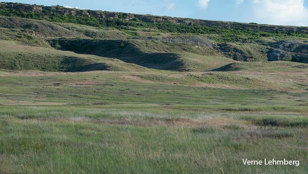 Nature up close: The vitality of grasslands - CBS News