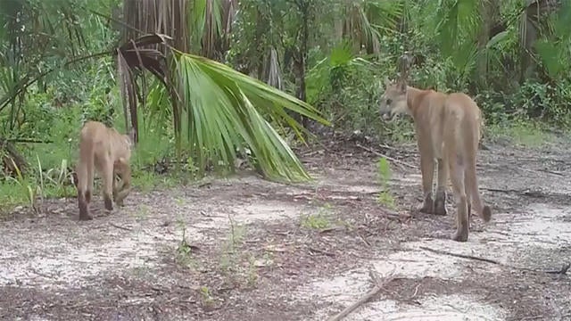 2 endangered panthers found dead on consecutive days in Florida ...