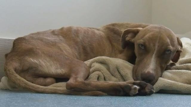 Miracle the dog: After Hurricane Dorian, dog rescued after surviving ...