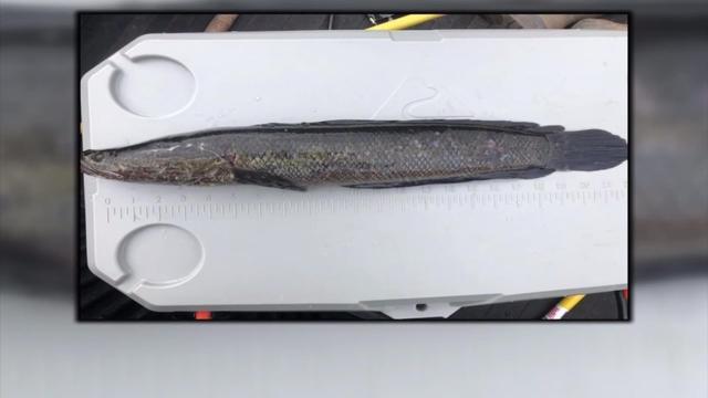 Northern snakehead, invasive fish that can survive on land, found in ...