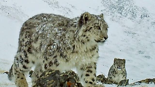 Rare snow leopard captured after killing dozens of animals in ...
