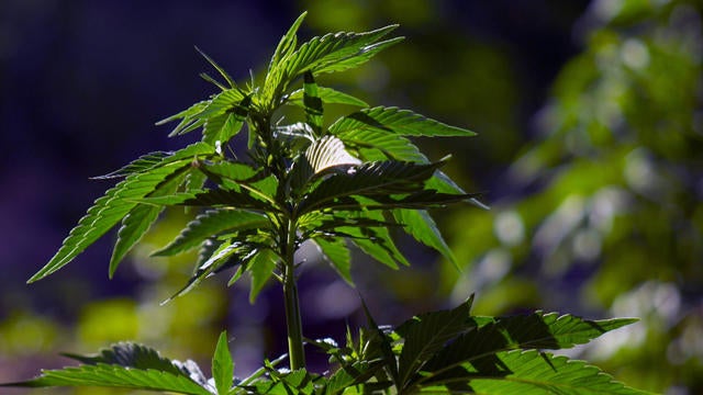 Marijuana in California: How red tape and black market weed are ...