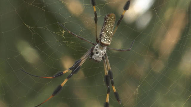Joro spiders, large invasive spiders from Asia, take hold in Georgia ...