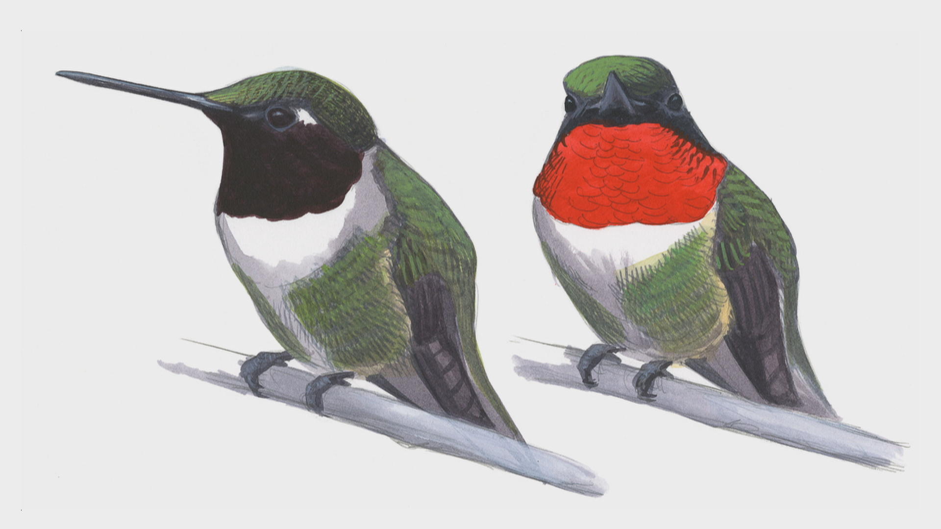 Illustrator David Sibley's bestselling field guides for birdwatchers ...