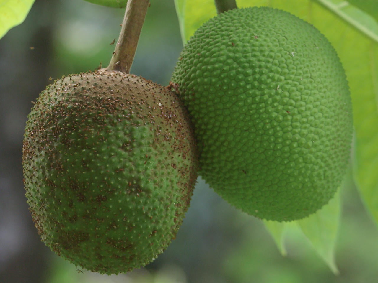 Breadfruit: Rediscovering the tropical fruit - CBS News