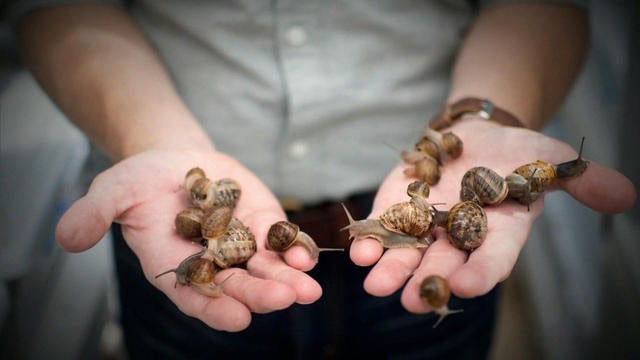 Snails, the original slow food - CBS News