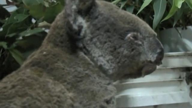 Australia fires: Wildfires may have killed half a billion animals and ...