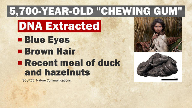 Scientists discover DNA of ancient woman on 5,700-year-old "chewing gum ...