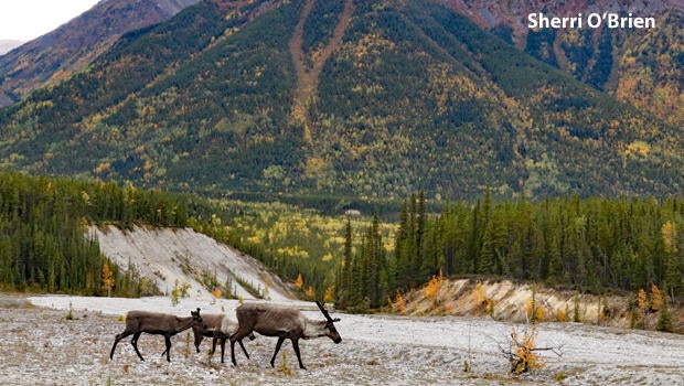 Nature up close: Despite their remarkable adaptability to the ...