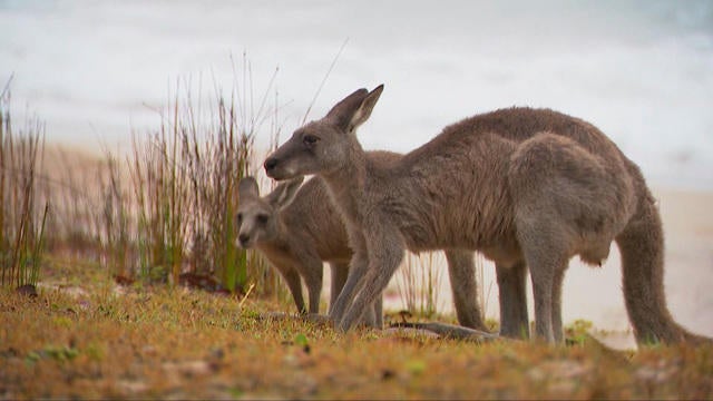 Kangaroo kills man and blocks paramedics from reaching him; animal shot ...