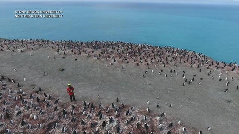 Remains of a 90-million-year-old rainforest discovered beneath ...