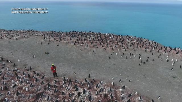 Remains of a 90-million-year-old rainforest discovered beneath ...