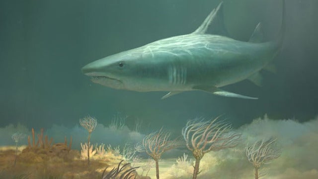 New species of ancient "scraper tooth" shark identified at Mammoth Cave ...