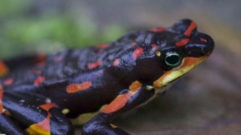 Demise of the golden toad shows climate change's massive extinction ...
