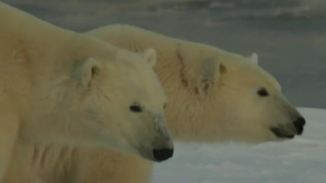 Climate change on track to wipe out polar bears by end of century ...