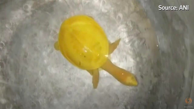 Rare yellow turtle discovered in India - CBS News