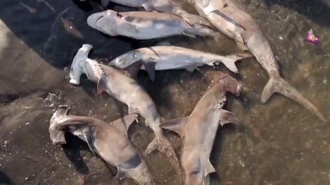 Sheriff's office releases video of shark-infested waters off Florida ...