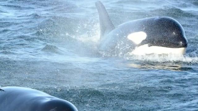 Killer whales are ramming into boats and damaging them. The reason ...