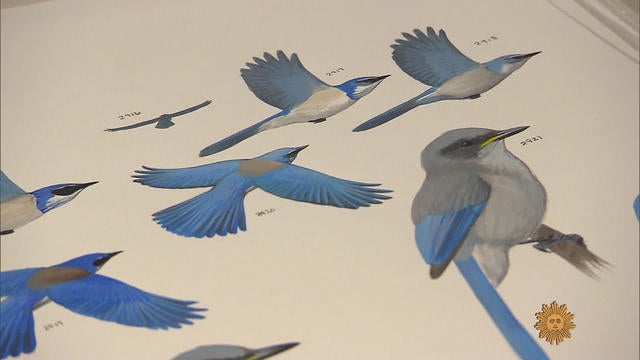 Illustrator David Sibley's bestselling field guides for birdwatchers ...