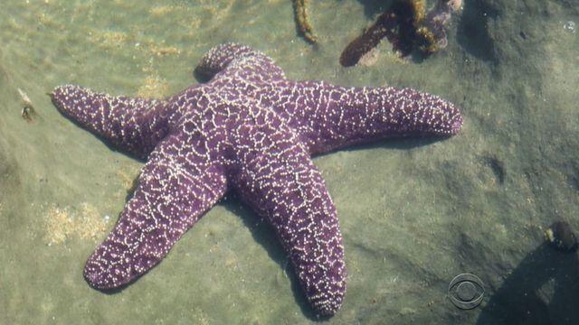 What's wiping out the starfish in California? - CBS News