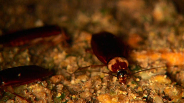 Cockroach farming a booming business in China - CBS News