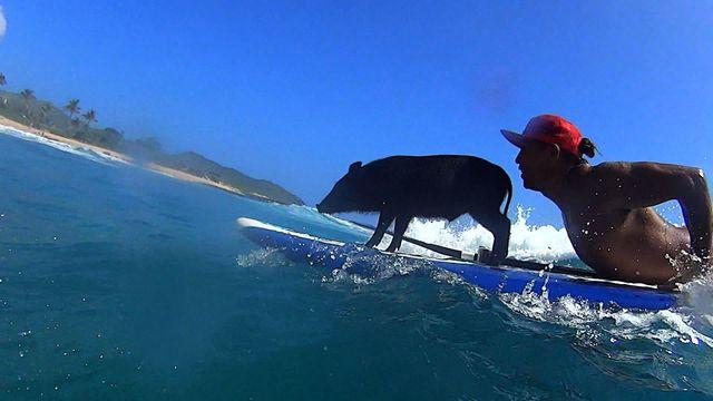 Surfing pig catches waves, turns heads in Hawaii - CBS News