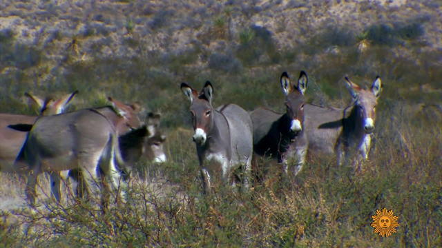 Men used AR-style rifles to kill protected wild burros in Mojave Desert ...