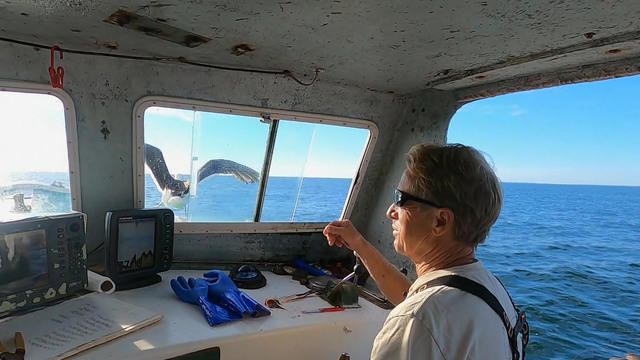 Captain forms bond with seagull he saved while out at sea - CBS News